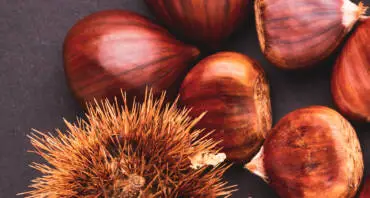 Benefits of Horse Chestnut by InfoStarBase